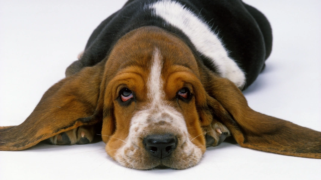 Life with a basset hound, the soulful scent hound