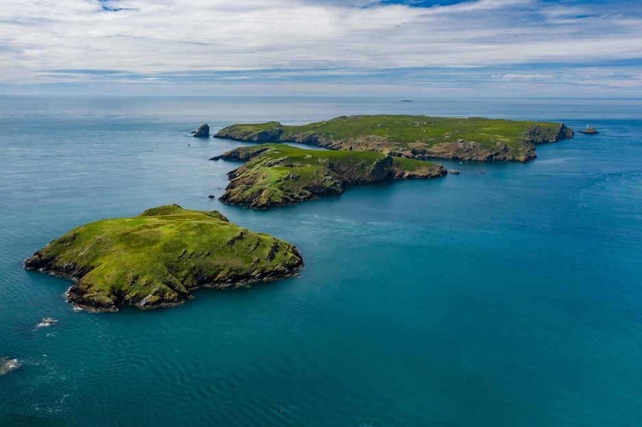 70 nesting adults per square metre of cliff face – this is probably the ...