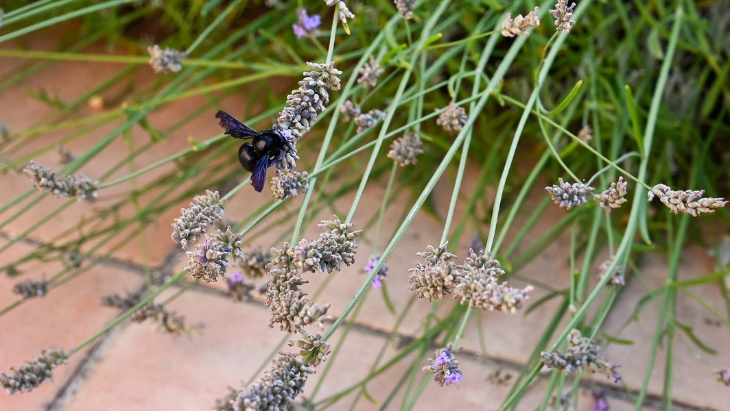 Protect your deck from carpenter bee damage