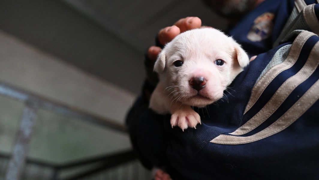 Why some stray puppies approach people and how to respond