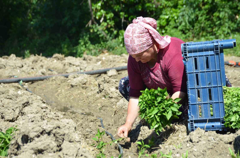 162 yıldır aynı ata tohumu ile ekiyorlar