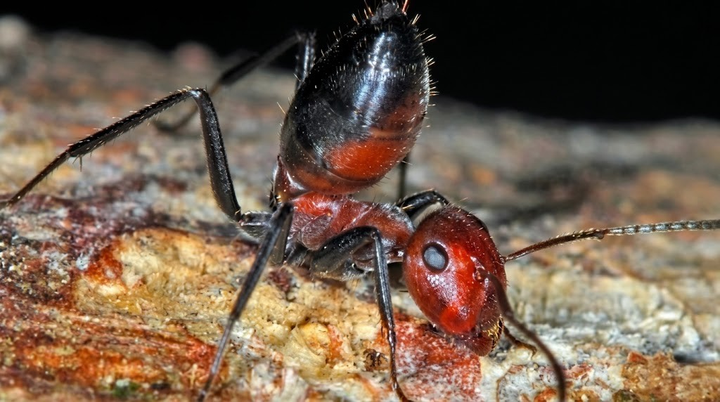 Watch what happens when these ants detonate themselves to stop an invasion