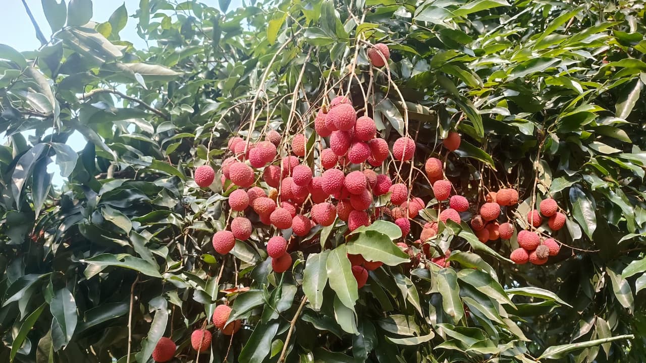 First consignment of GI-tagged Tezpur litchi from Assam reaches Dubai