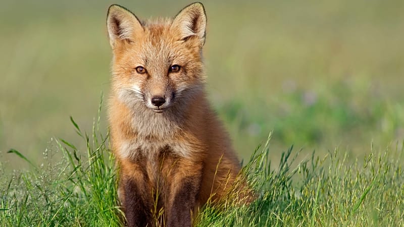 ‘Putting biodiversity in our hands’: British wildlife will soon be ...