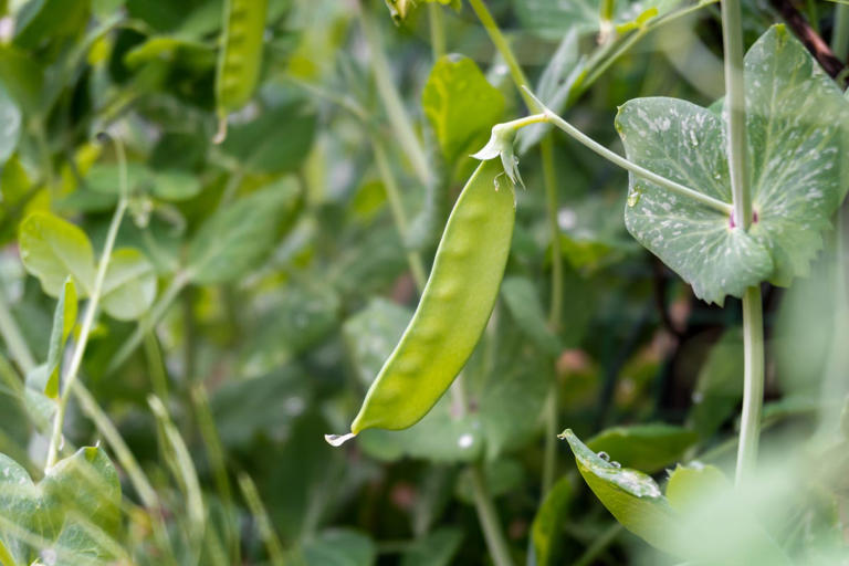 13 vegetables to plant in June for homegrown harvests that last until ...