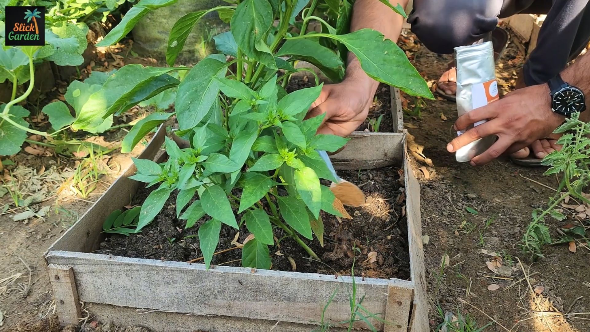Gardening hacks: How to use cinnamon to prevent disease and boost growth