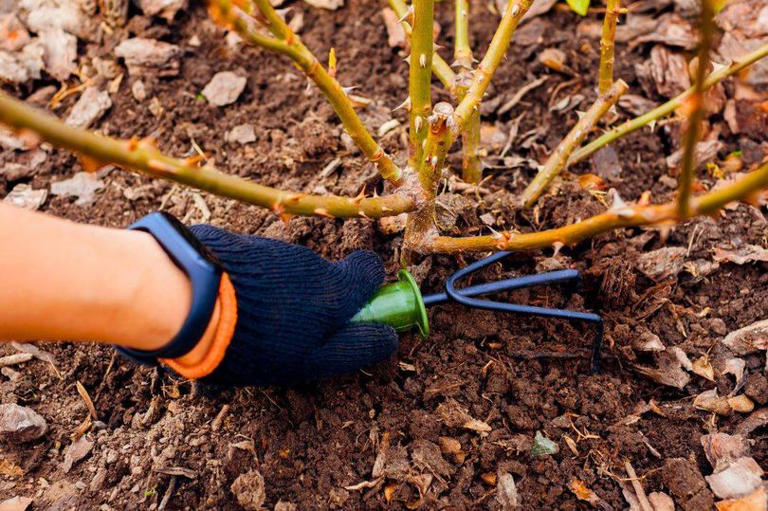 Gardeners urged to add natural item to soil in June for bigger and ...