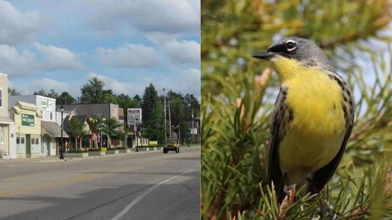 Wildlife miracle: Tiny Michigan town saved an entire bird species and ...