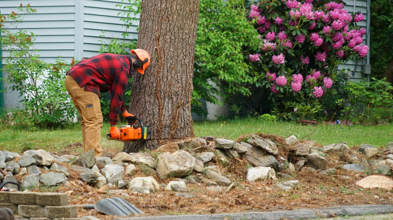 Signs that tree removal is the right decision for your yard