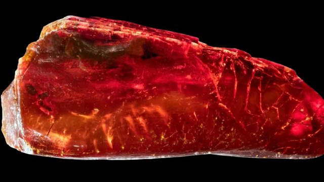 Scientists uncover ancient insects hidden inside historic amber collection