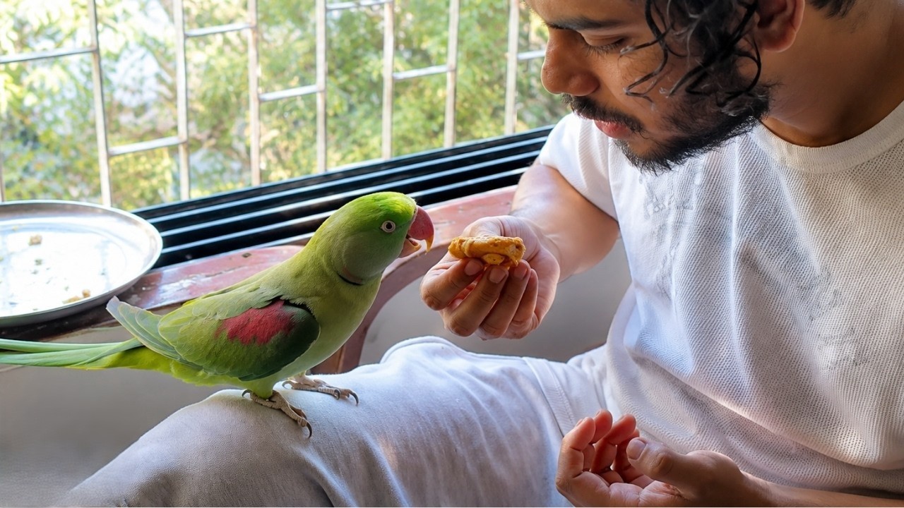 Wild parrot disappeared for months - and then returned with the ...