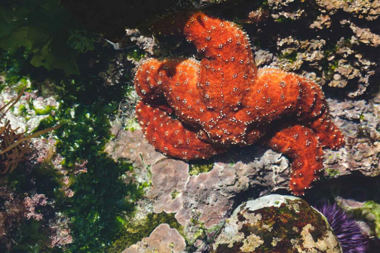 Best tide pools on the Oregon coast: 7 spots worth exploring