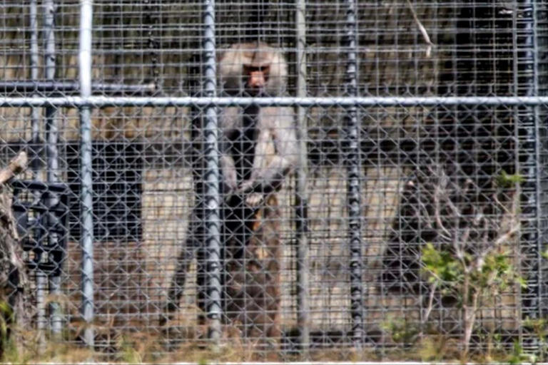 Beyond the barbed wire: Secret baboon facility under scrutiny