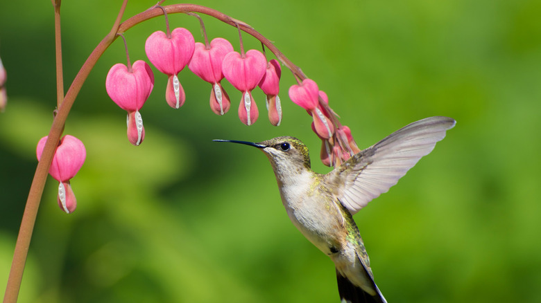21 shade plants that attract hummingbirds and pollinators to your yard