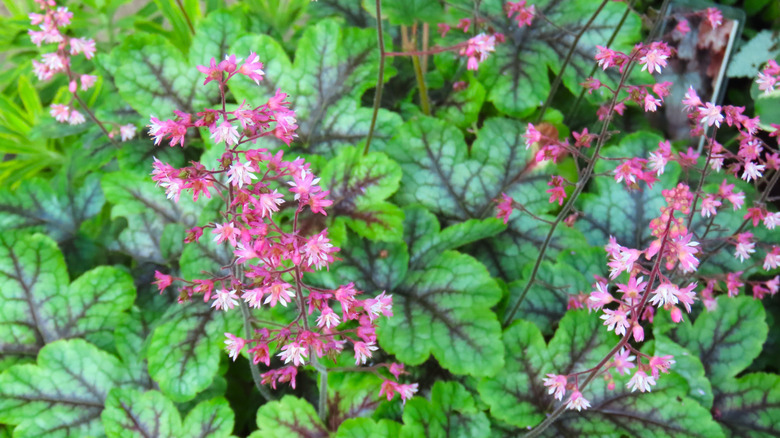 21 shade plants that attract hummingbirds and pollinators to your yard