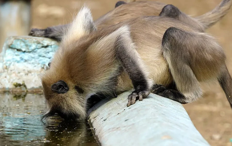 Monkey shuts tap after drinking in Uttarakhand police clip