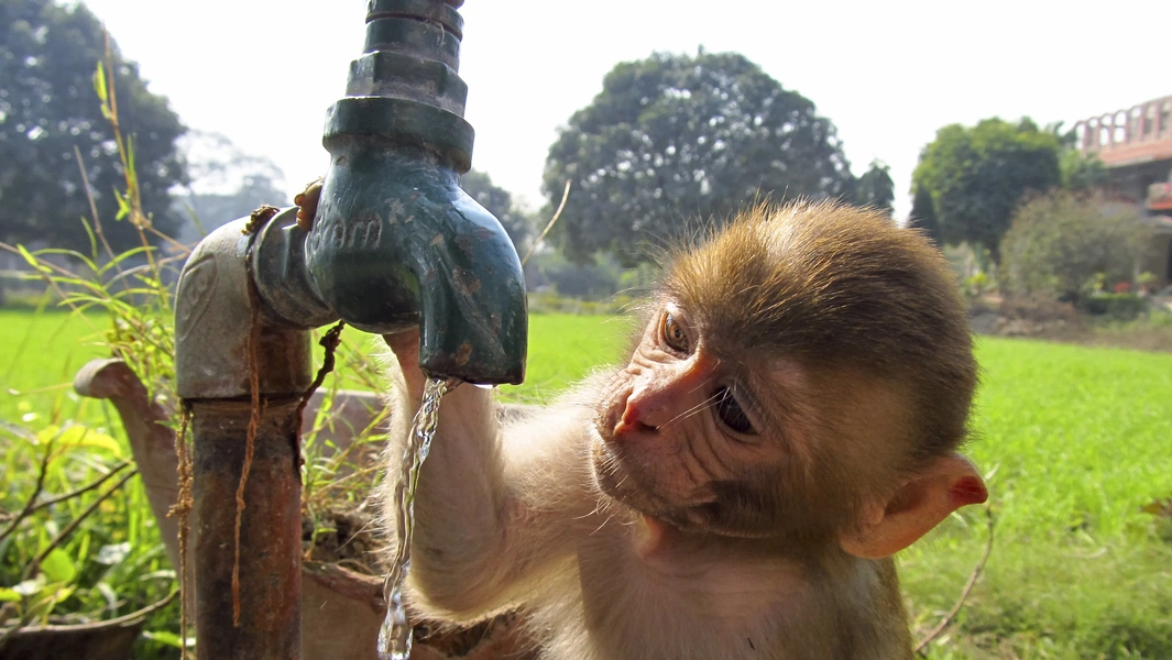 Monkey shuts tap after drinking in Uttarakhand police clip