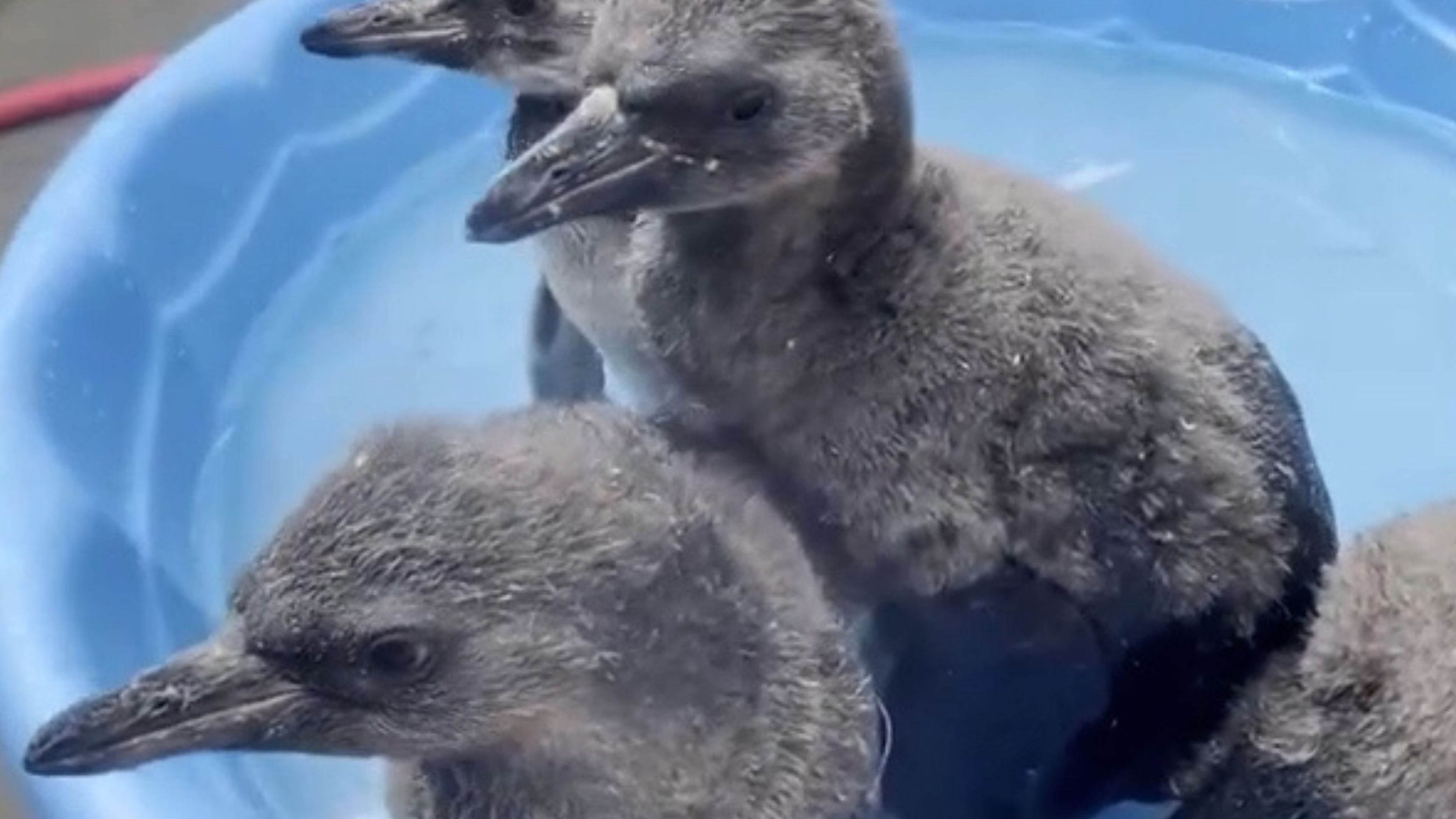 Humboldt penguin chicks take first swimming lessons at Kansas City Zoo