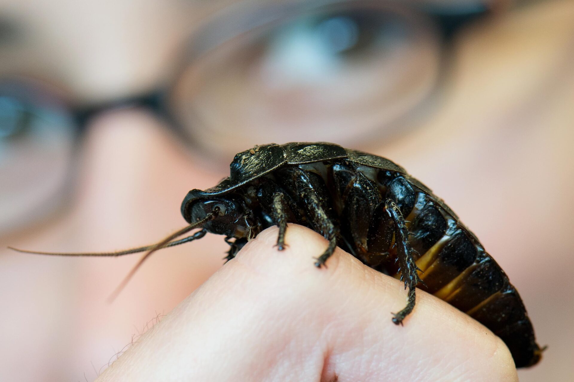 100,000 cockroaches seized with a value of $200,000