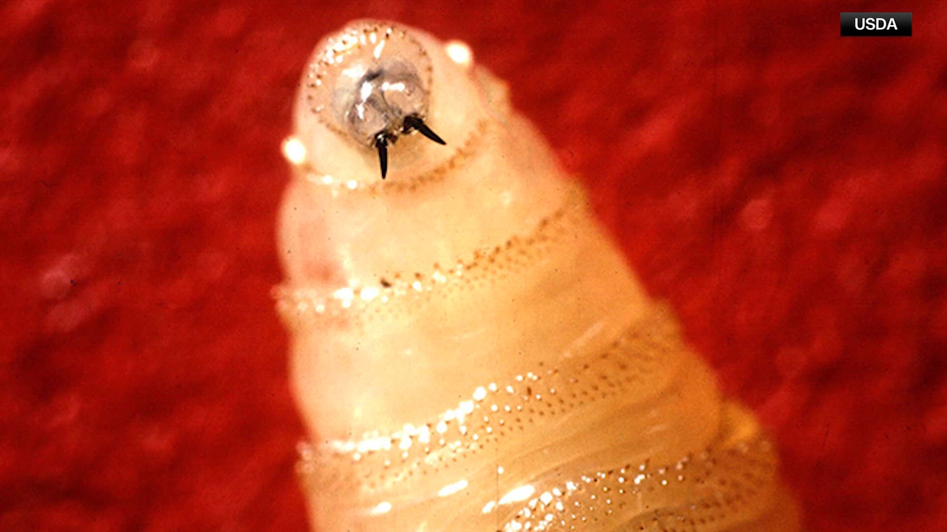 Four confirmed cases of deadly flesh-eating worm in Texas