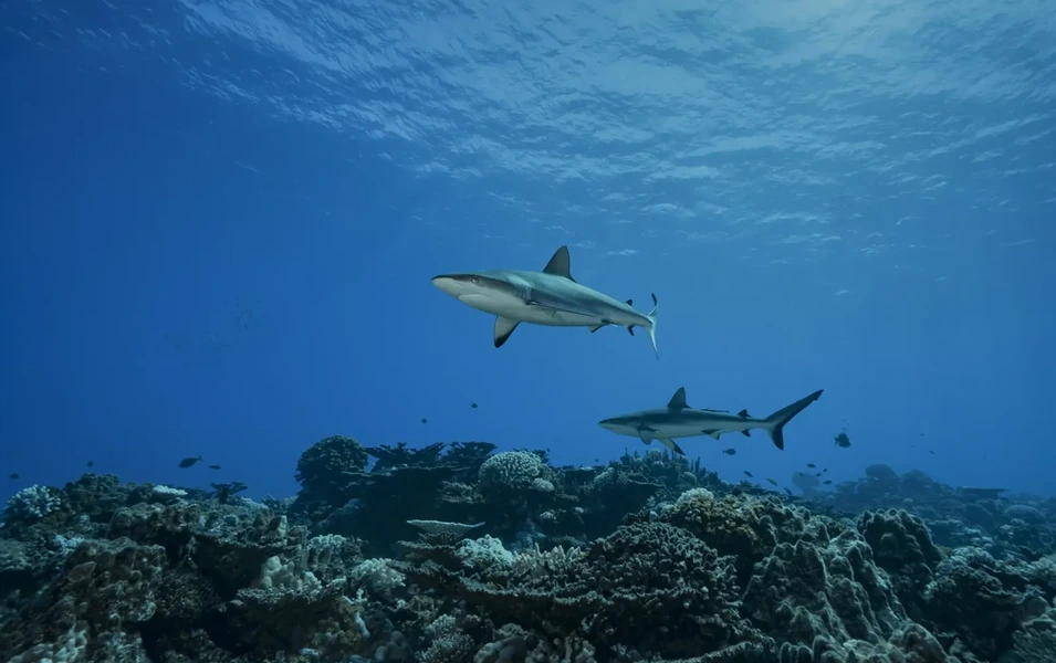 FIU study finds fishing bans alone won't save reef sharks