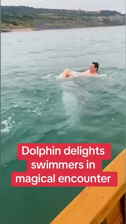 Playful dolphin joins swimmers for magical encounter in Dorset