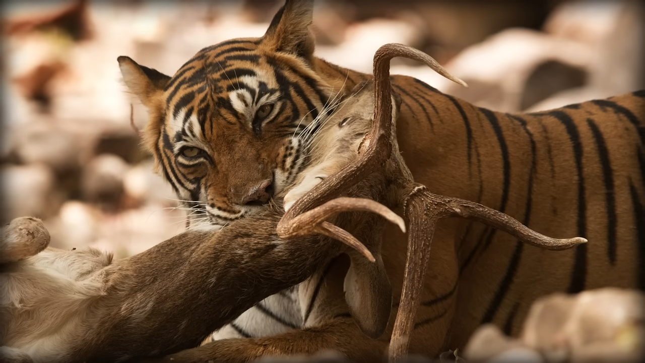 This cat can kill animals weighing over a ton