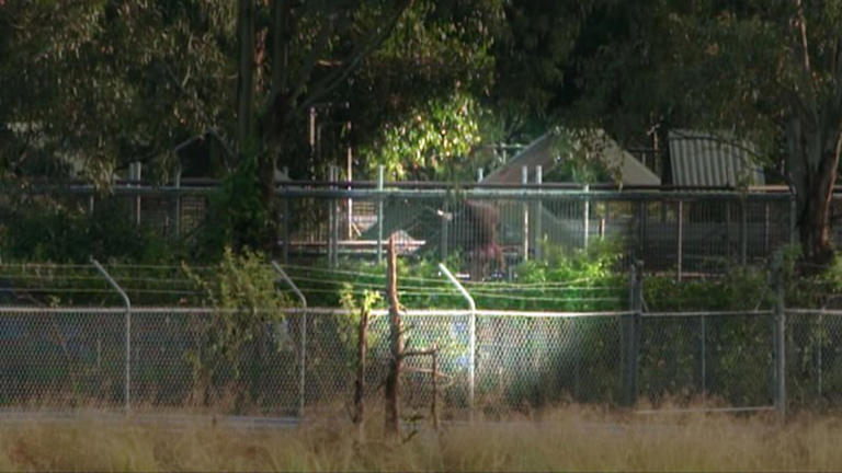 Beyond the barbed wire: Secret baboon facility under scrutiny