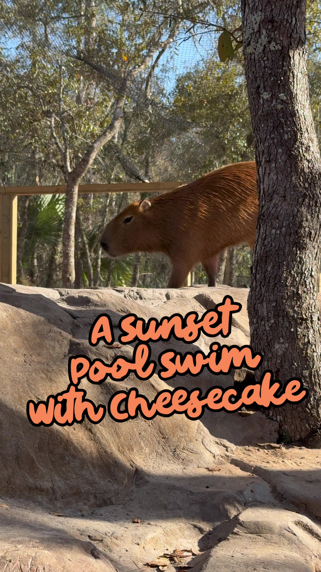 How Cheesecake the capybara enjoys sunset swimming