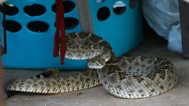 Mom thought 8-year-old son was joking until dad found baby rattlesnake ...