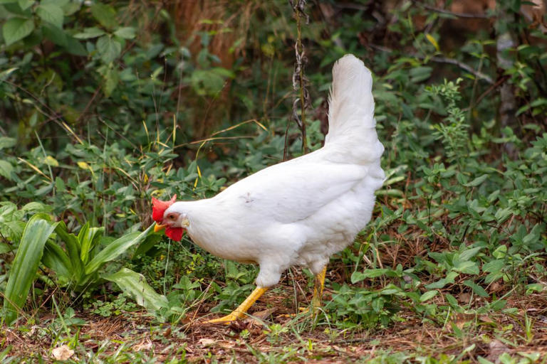 Sainsbury's is banning brown eggs over little-known controversy