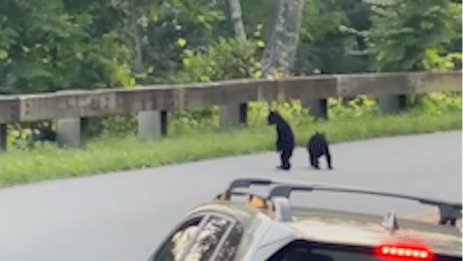 Play-fighting cubs cause traffic jam in North Carolina