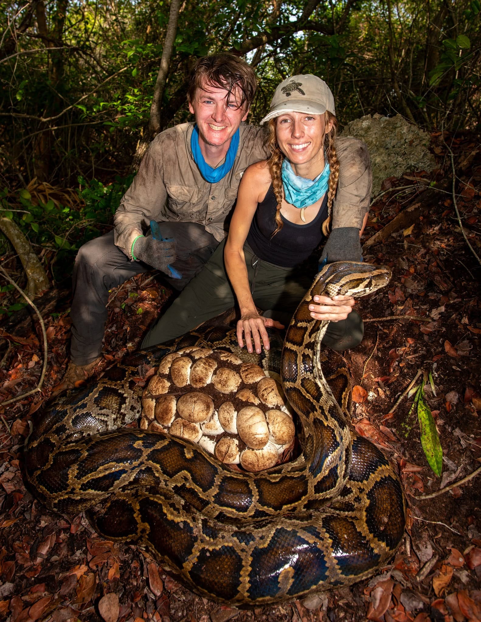 Python egg hunt: Florida elimination program adds new reward category