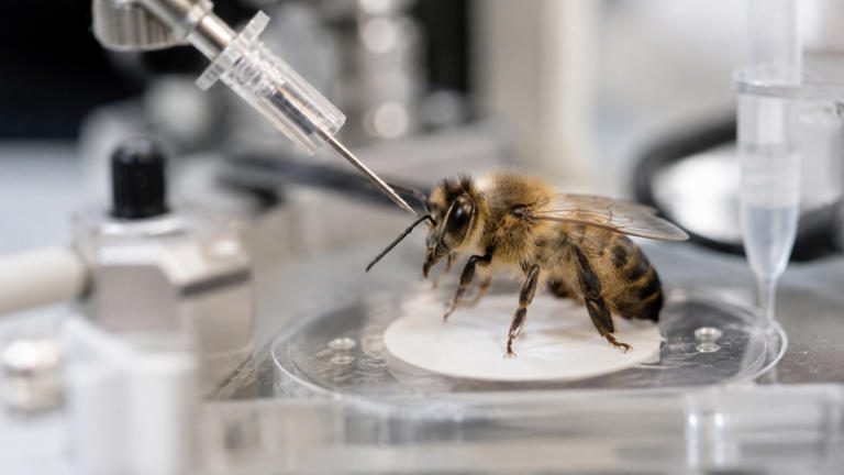 Tiny brains, big skills: Bees show surprising tool-using ability