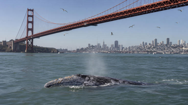 Why more gray whales are appearing in one of America's busiest bays