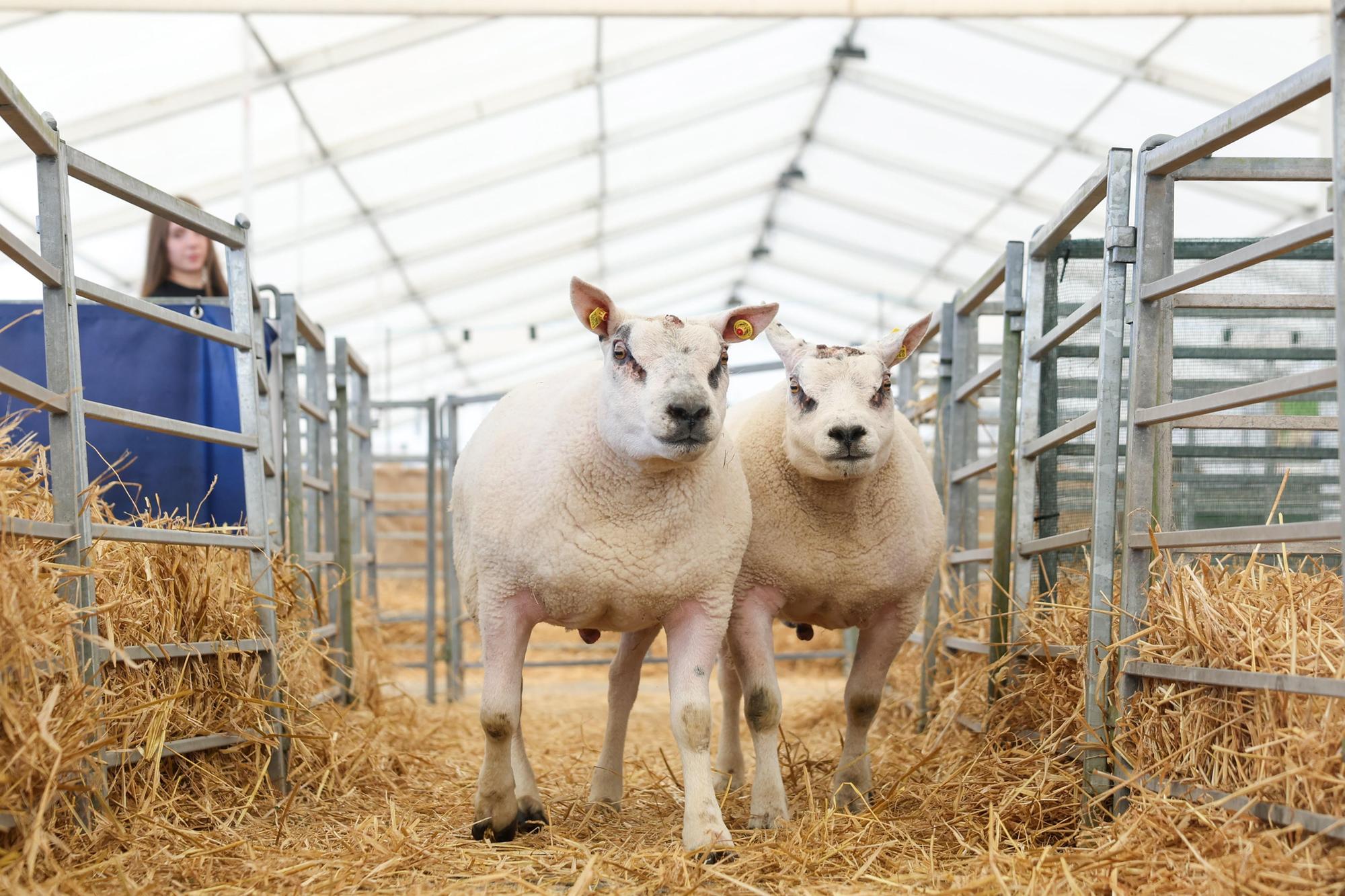 Time is running out for sheep farmers and vets across the UK to have ...