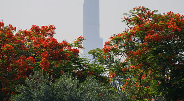 These bright orange flowers are suddenly everywhere in Dubai, here’s why