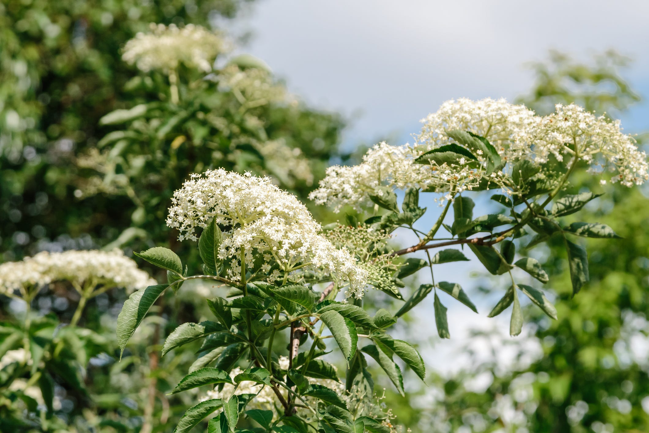 The wetter, the better: These 8 flowering shrubs flourish in damp soil ...