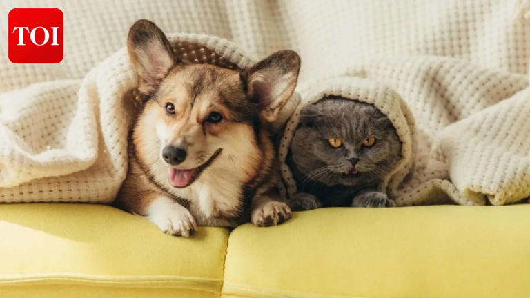 Sharing cute animal posts? Science finds they can strengthen your ...