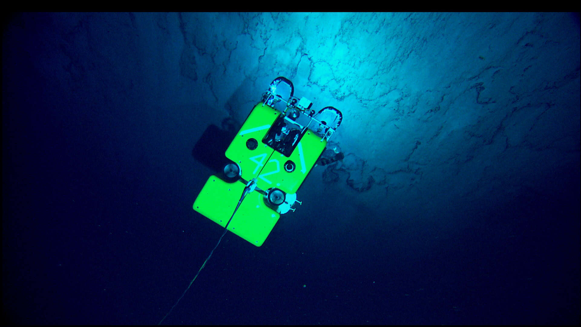 Tiny blue octopus discovered 6,000 feet deep in the Galápagos