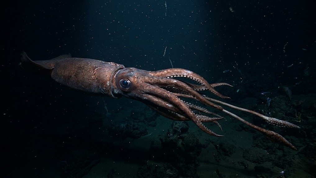 Scientists searched 131 years for this sea monster - then cameras ...