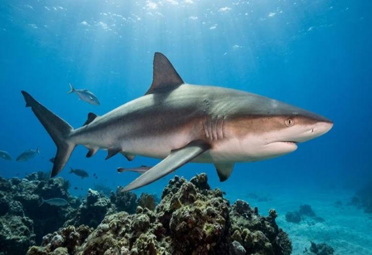 Tiburones en peligro: colocan carteles informativos para fortalecer la ...
