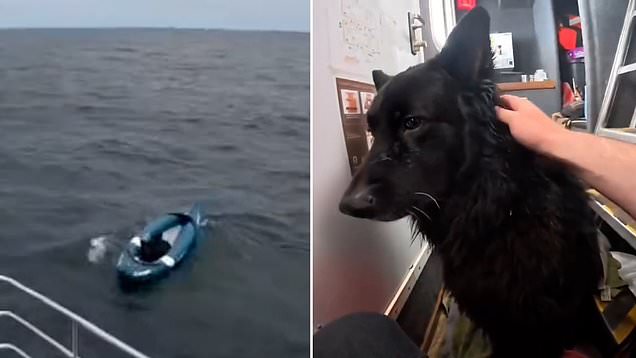 Dog miraculously rescued from kayak adrift in North Sea