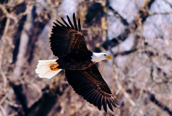 Sky kings: 10 birds that break altitude records