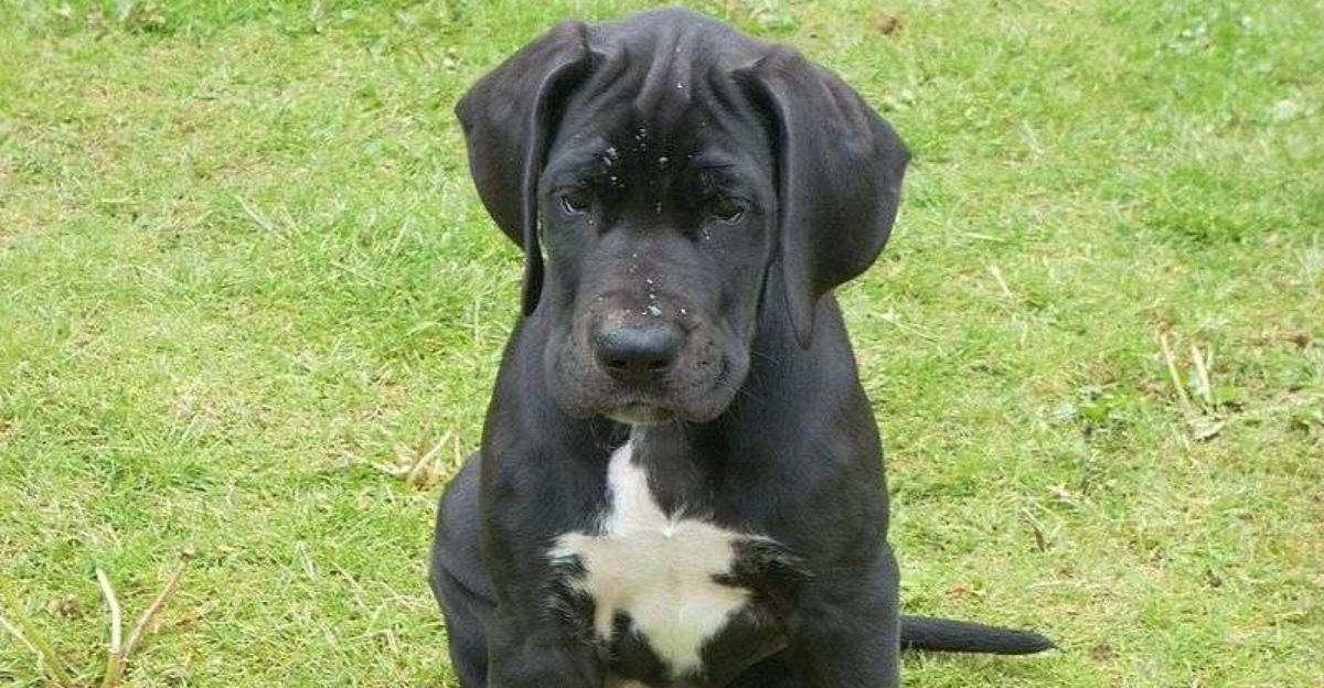 From cuddly puppies to powerful adults – these 12 breeds make a ...