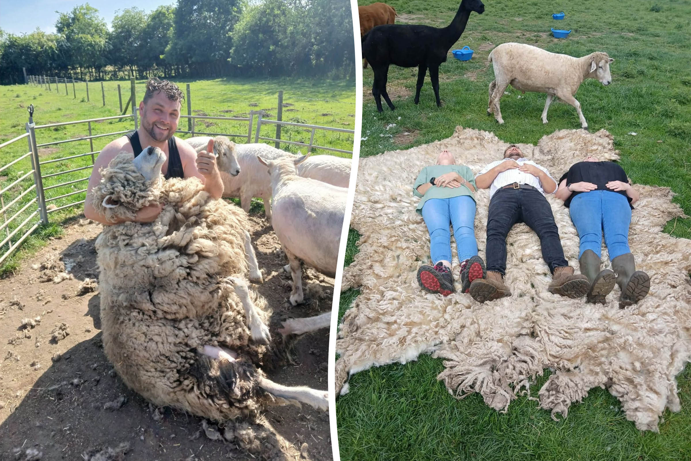 Huge 8ft sheep fleece big enough to make 50 woolly jumpers