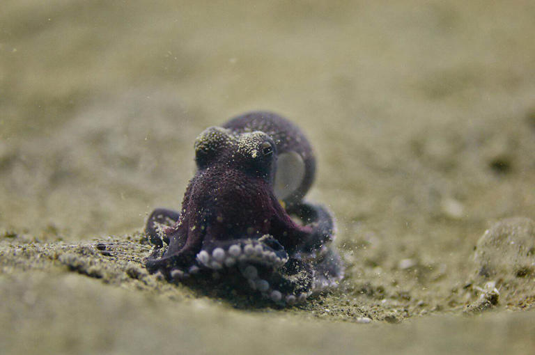 Tiny blue octopus discovered 6,000 feet deep in the Galápagos