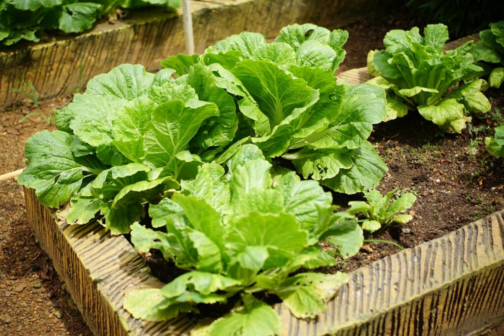 10 hard truths about growing your own food