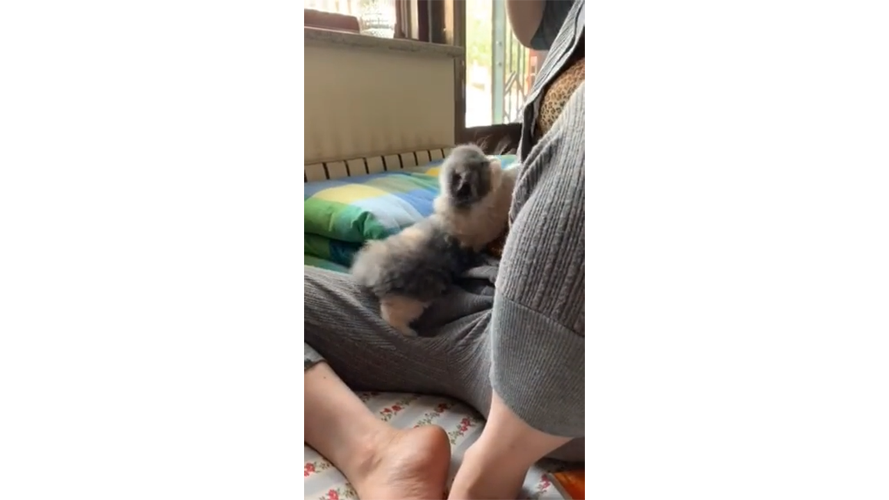 Fluffy gray kitten climbing onto human shoulder in adorable moment