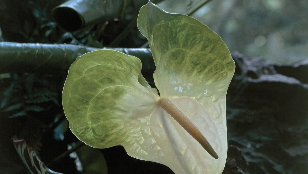 Mastering anthurium care for lush blooms